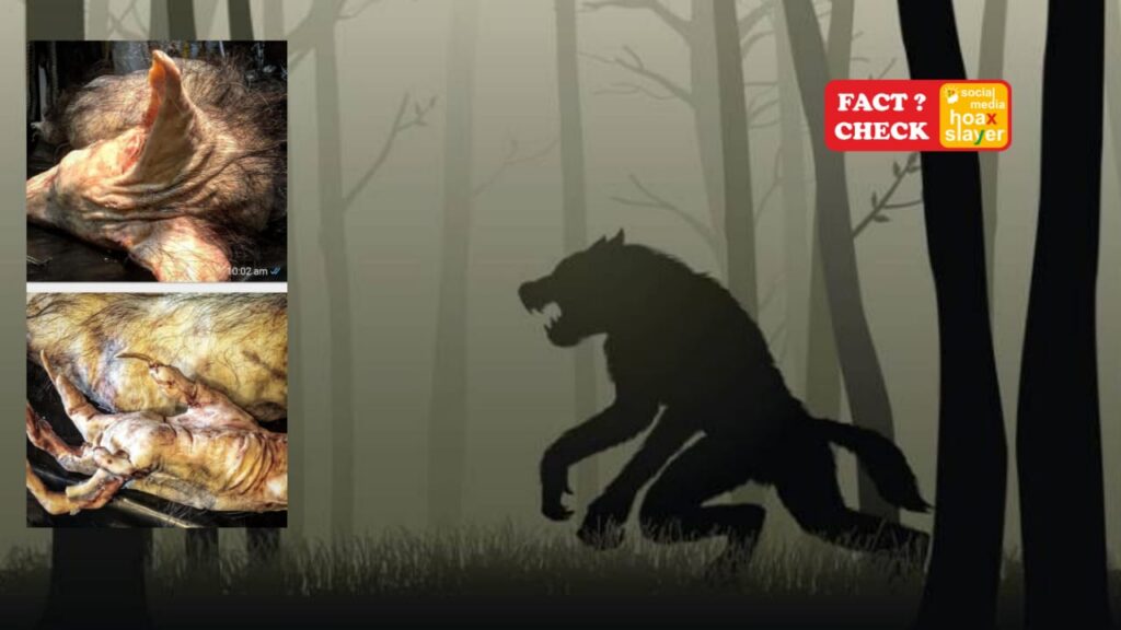 The werewolf shown killed in the viral video is not real, it's created ...